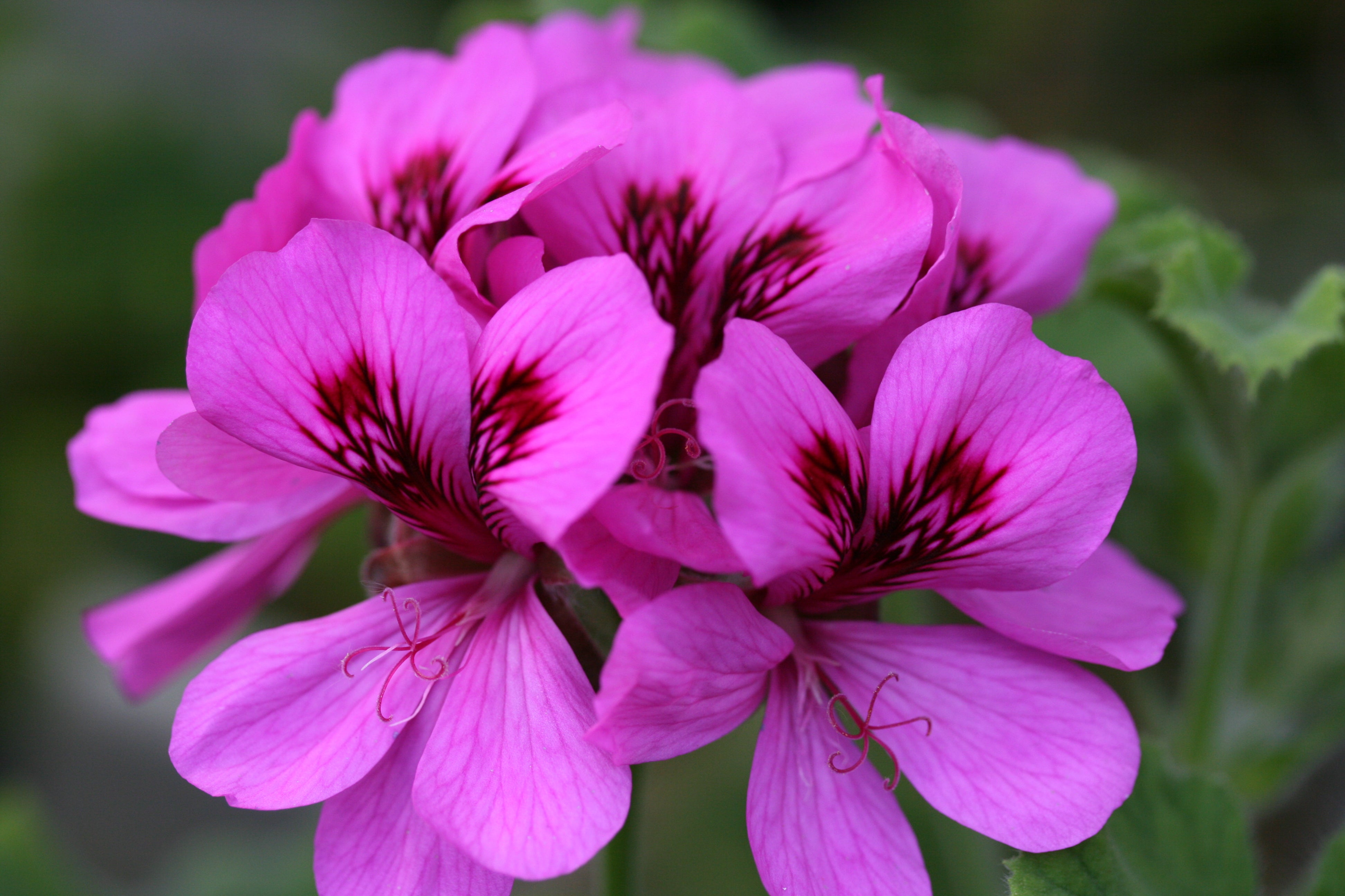 Unique Pelargoniums – Woottens of Wenhaston