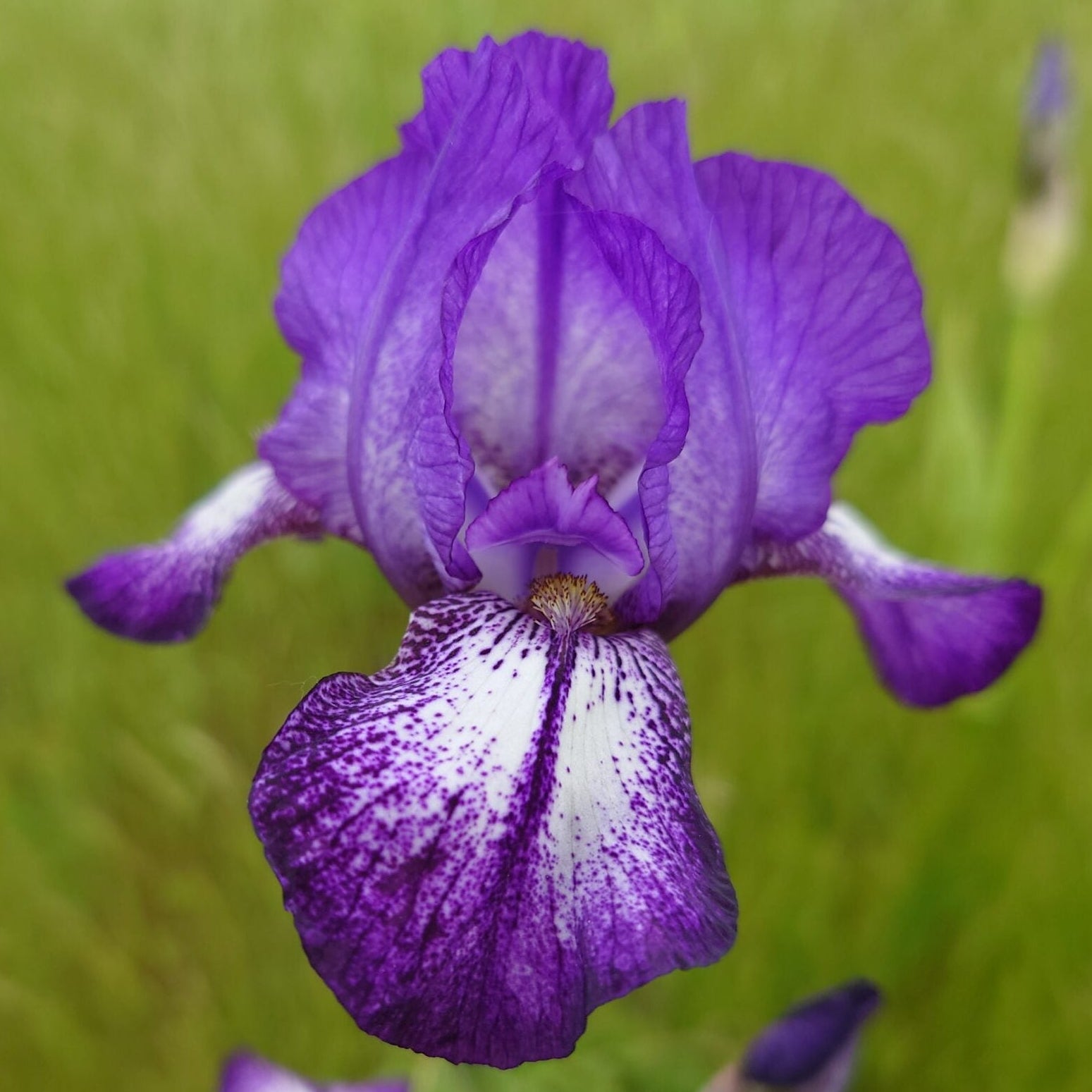 IRIS Ace – Woottens of Wenhaston