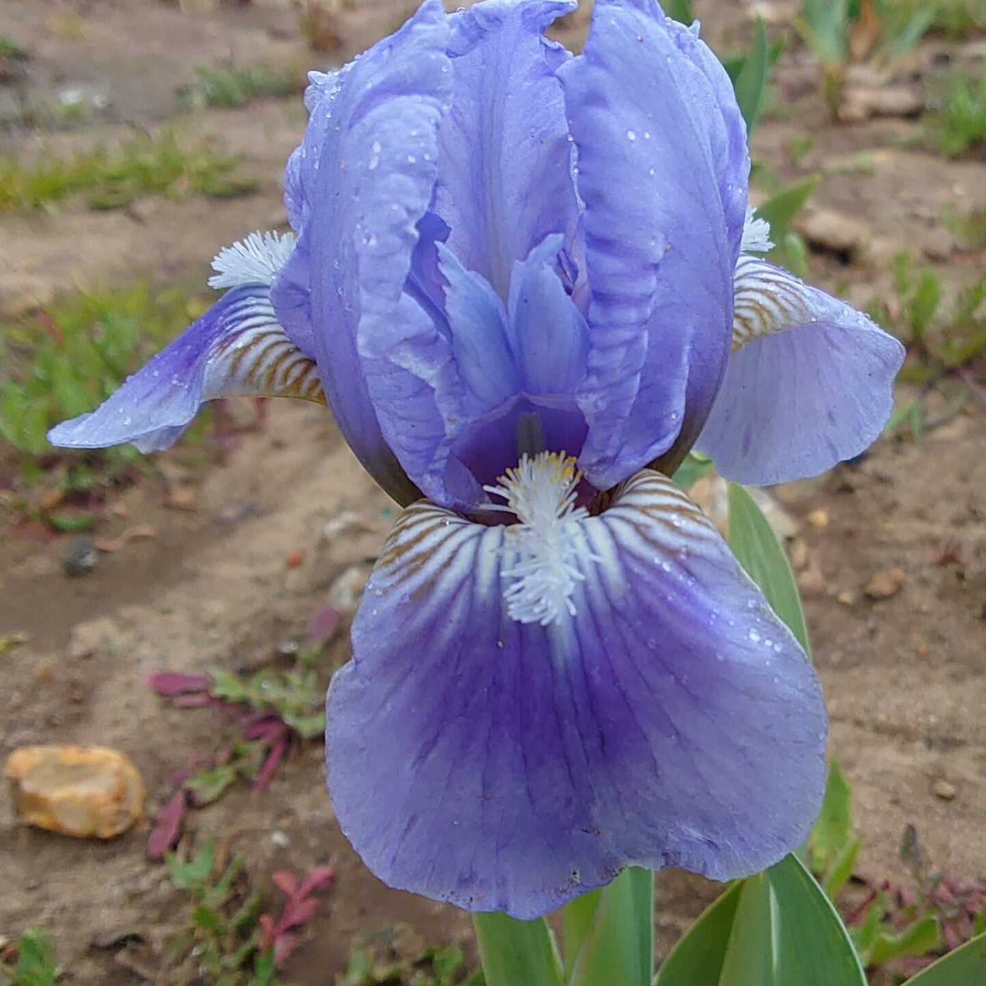 IRIS Austrian Sky – Woottens of Wenhaston