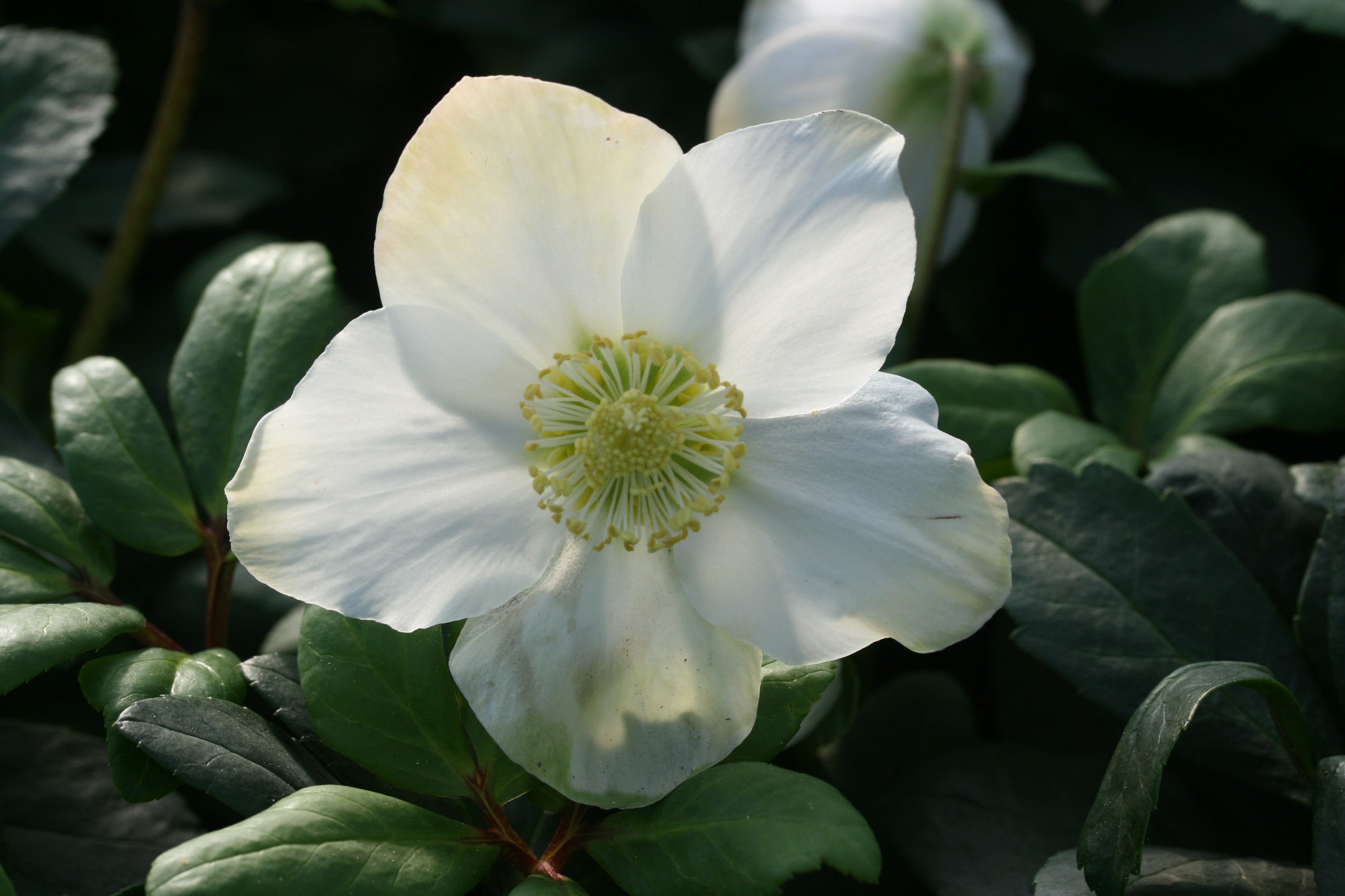 HELLEBORUS niger Christmas Carol – Woottens of Wenhaston