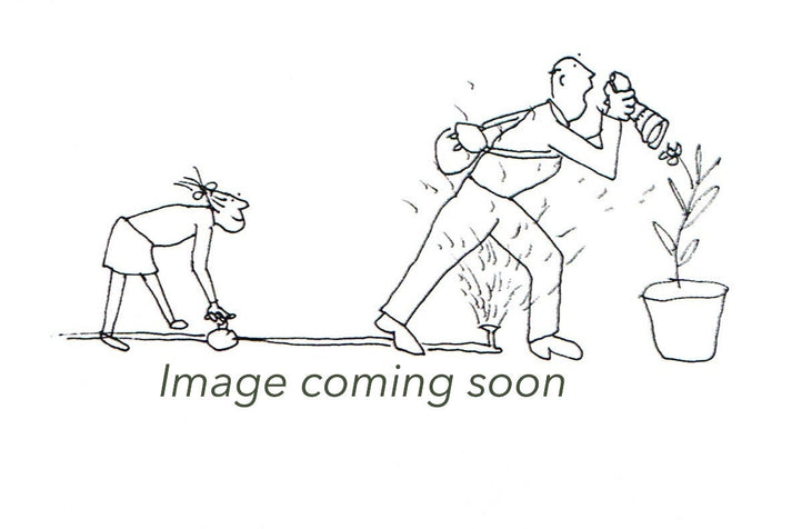 MUSCARI Alaska – Woottens of Wenhaston