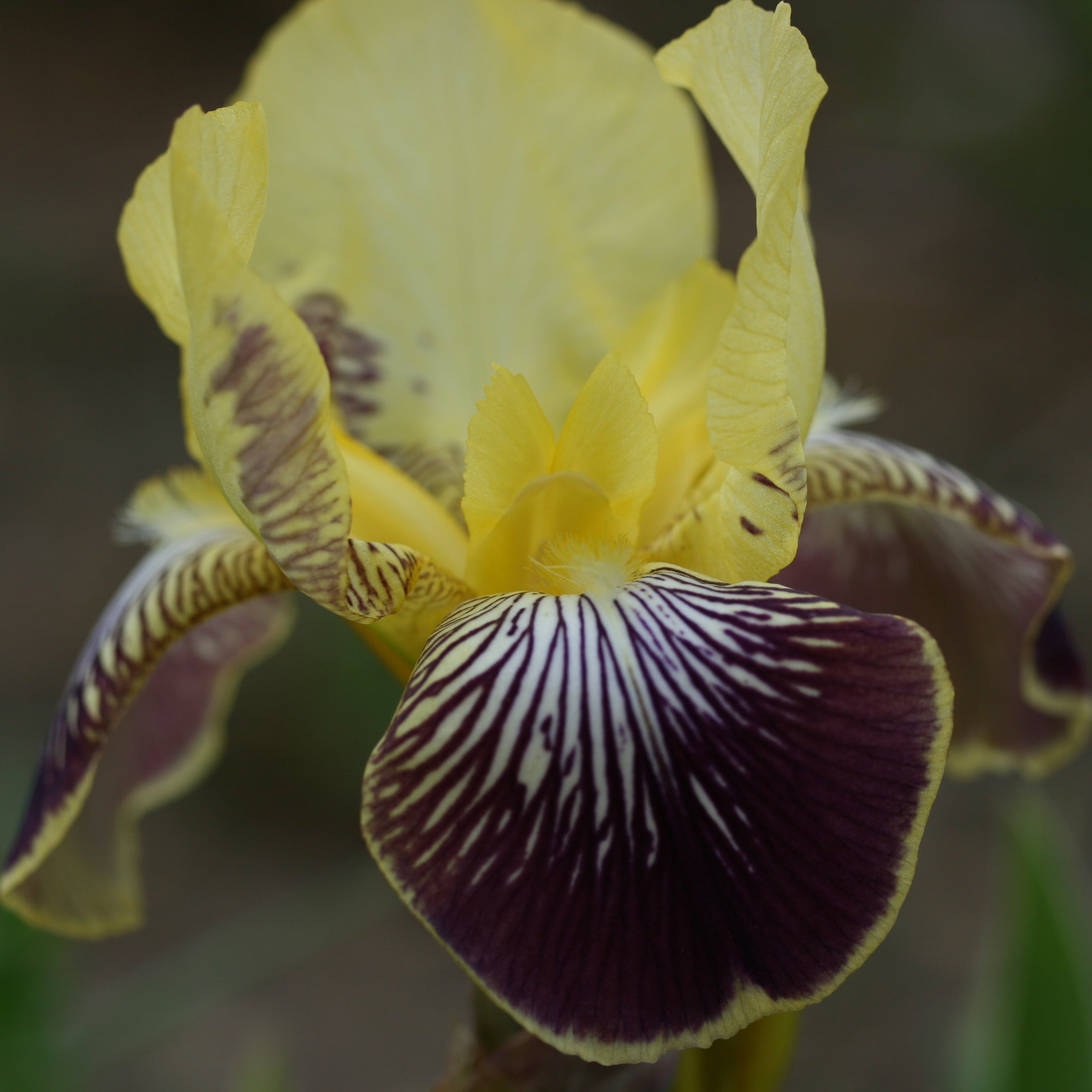 IRIS Loreley – Woottens of Wenhaston
