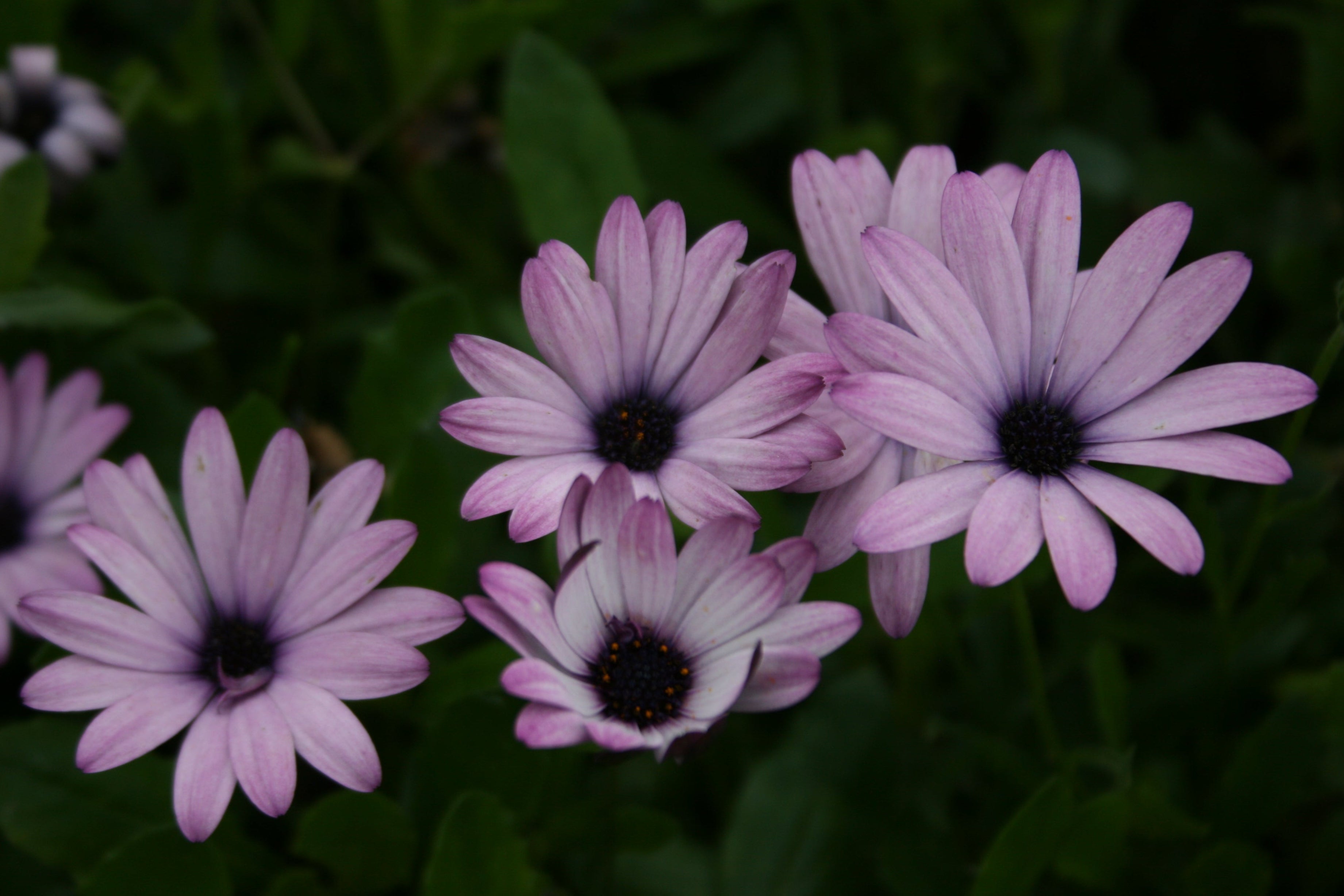 OSTEOSPERMUM Cannington Roy – Woottens of Wenhaston
