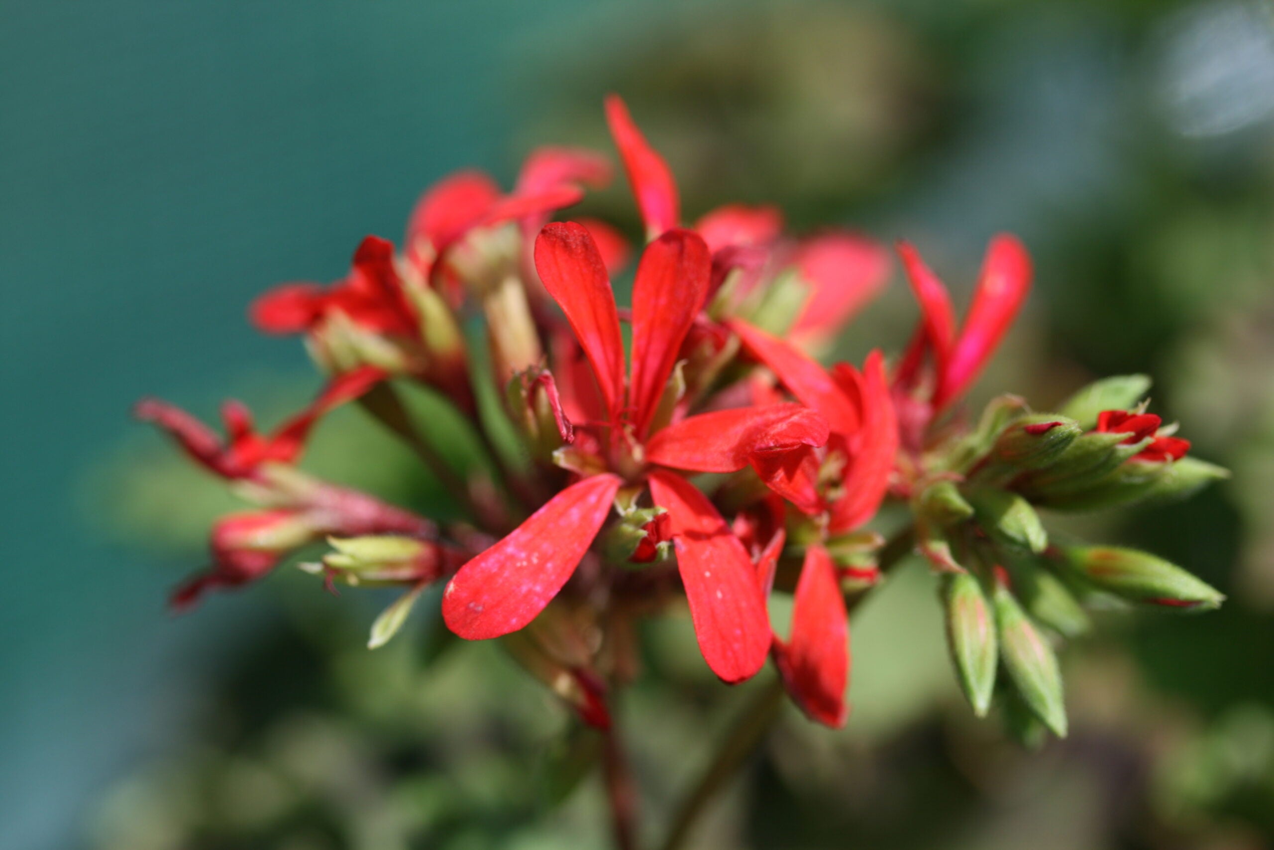 PELARGONIUM Distinction - Fancy Leaf | Woottens Plants – Woottens of ...