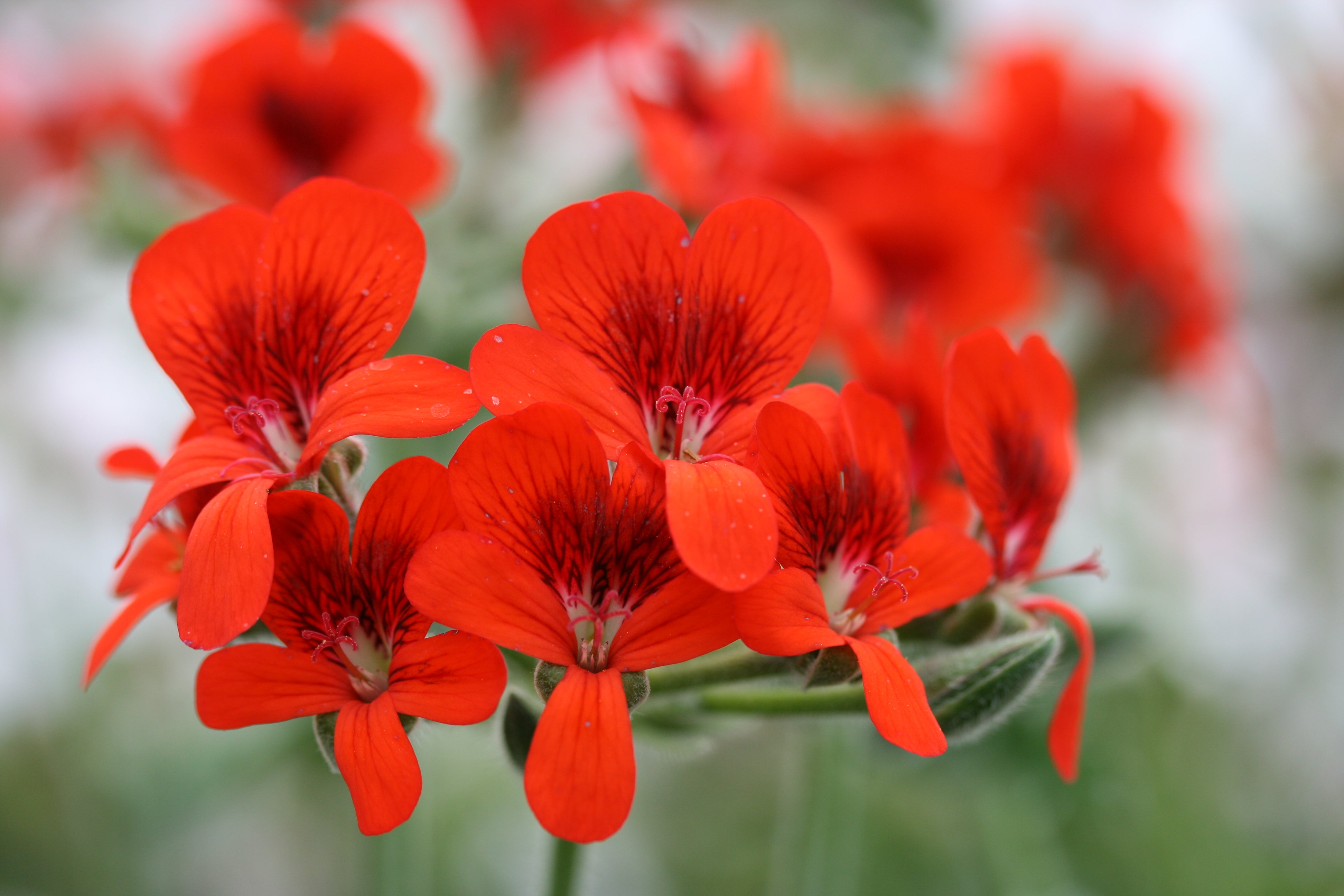 PELARGONIUM Lara Beacon - Species Hybrid | Woottens Plants – Woottens ...