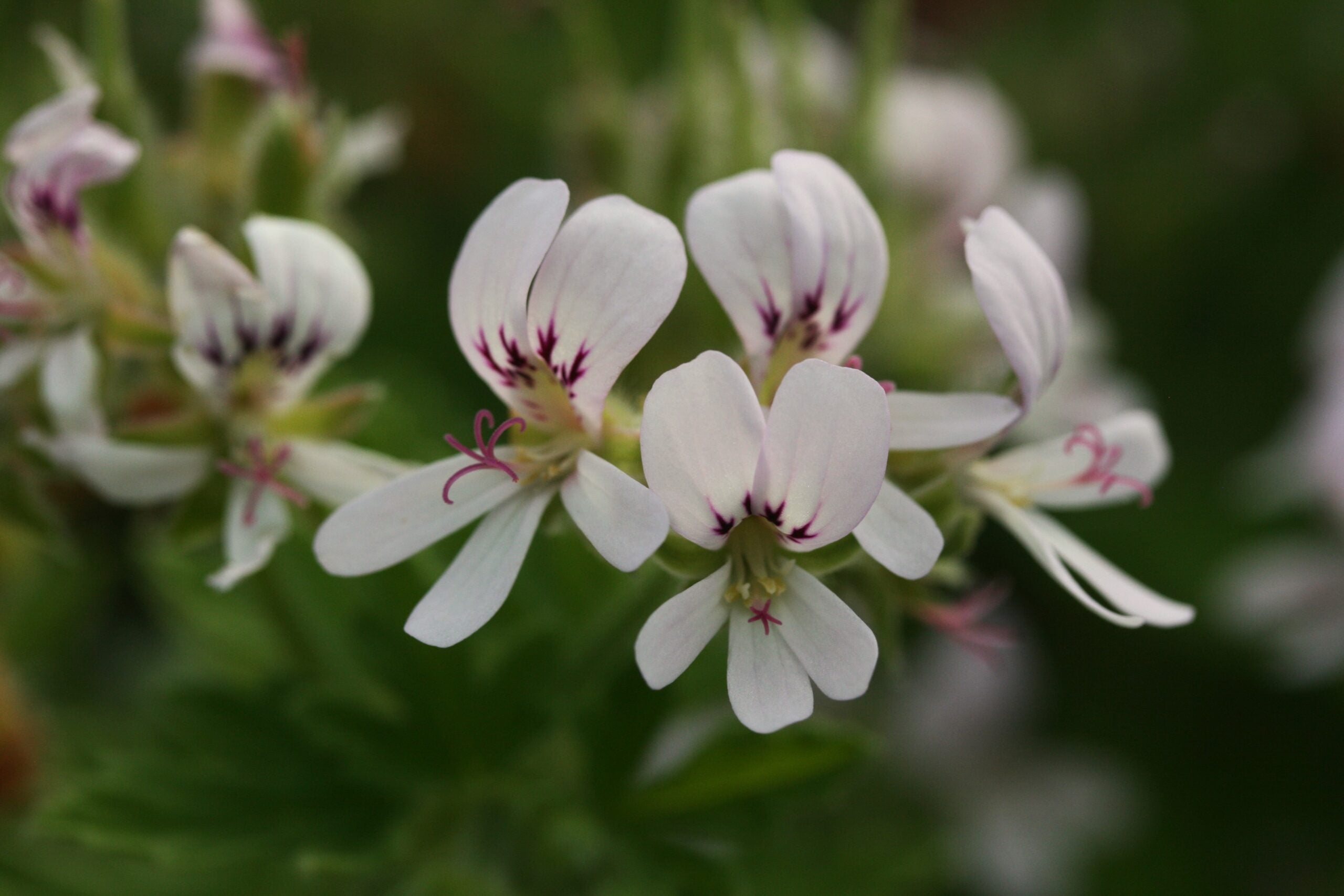 PELARGONIUM Le Roy Alexander - Scented Leaf | Woottens Plants ...
