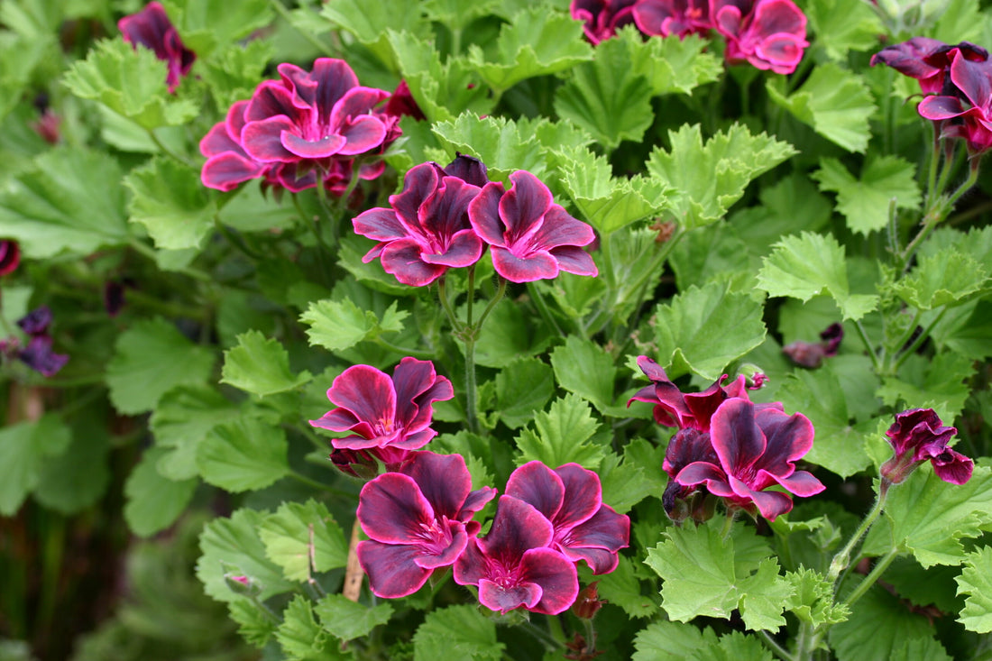 PELARGONIUM Lord Bute - Decorative | Woottens Plants – Woottens of ...