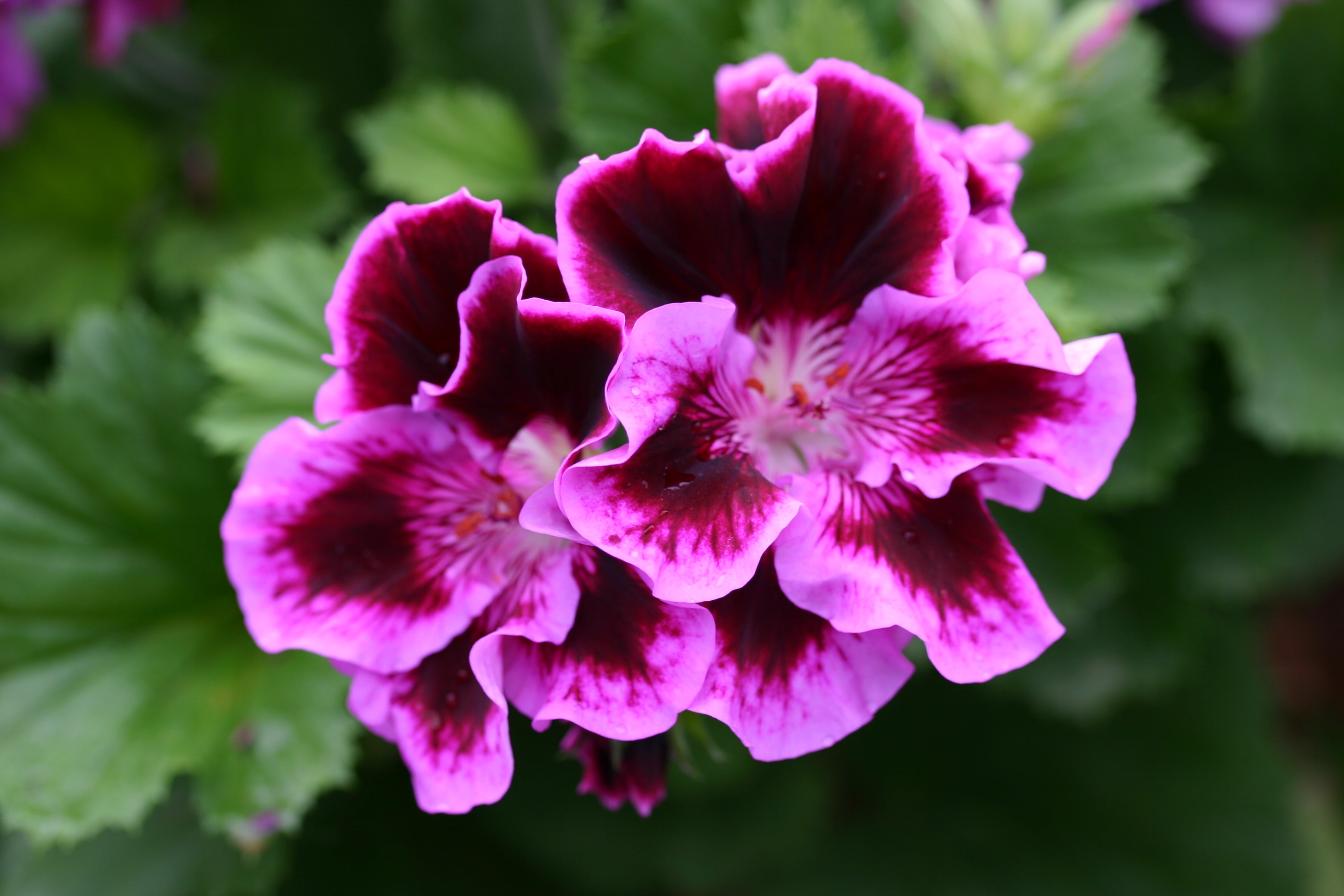 PELARGONIUM Royal Surprise - Regal | Woottens Plants – Woottens of ...