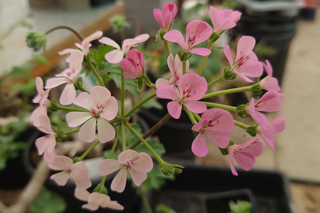 PELARGONIUM Lara Viking - Species Hybrid | Woottens Plants – Woottens ...
