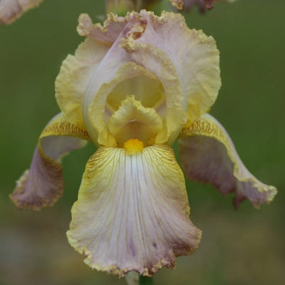 IRIS Chantilly – Woottens of Wenhaston
