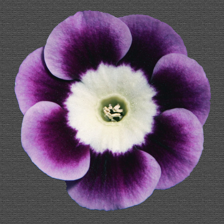 PRIMULA auricula Andrew Hunter – Woottens of Wenhaston