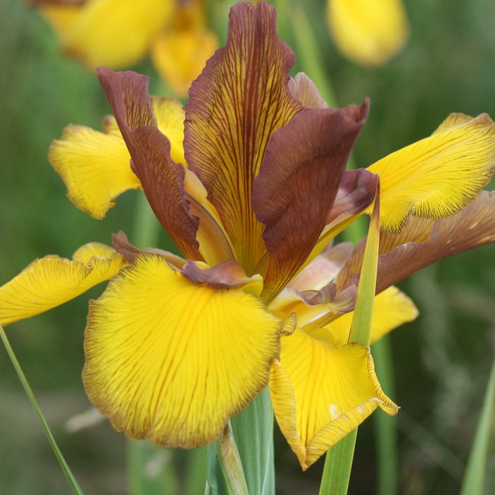 IRIS spuria Solar Fusion – Woottens of Wenhaston
