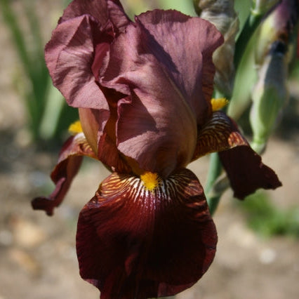 IRIS Action Front – Woottens of Wenhaston