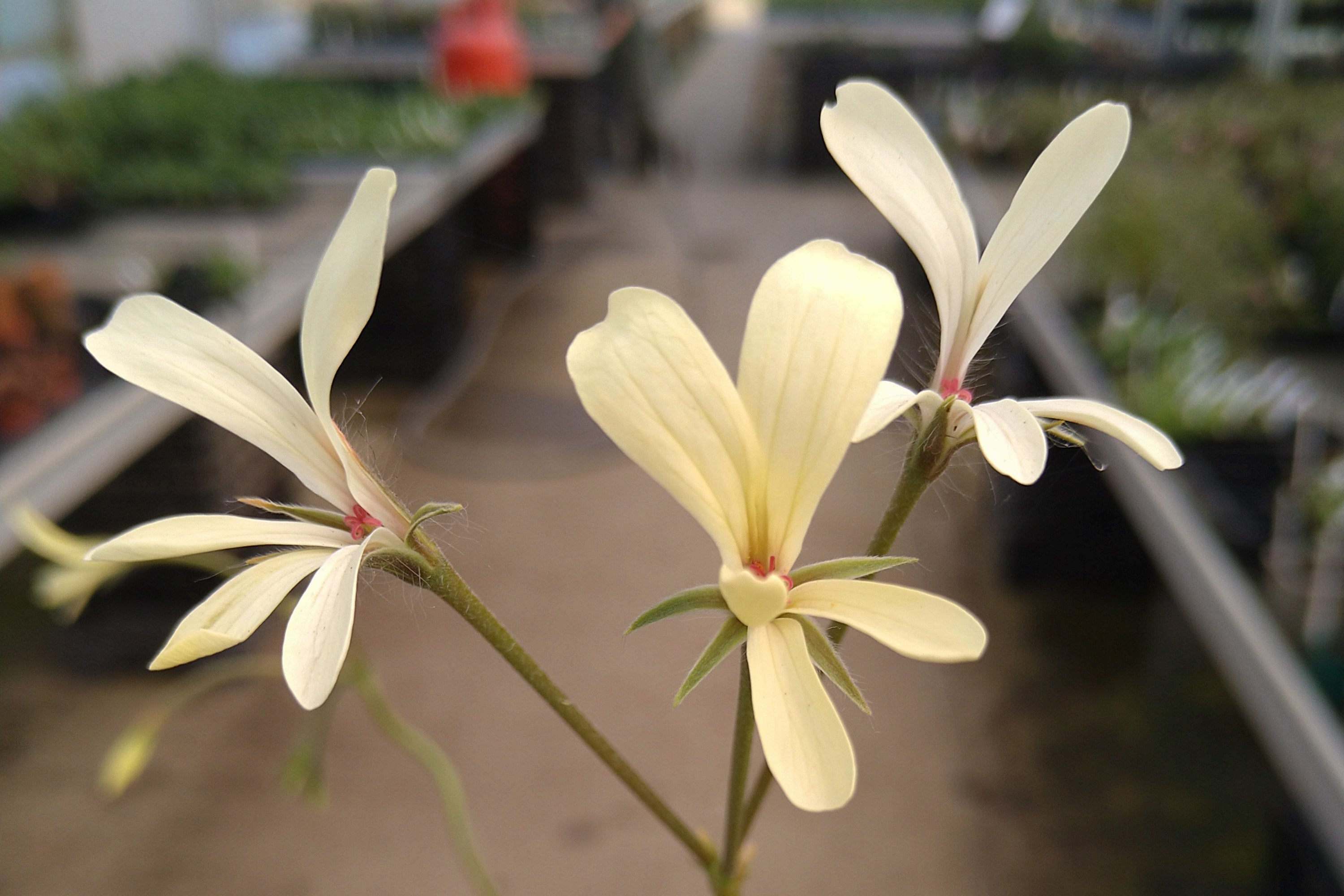 Pelargonium aridum - Species | Woottens Plants – Woottens of Wenhaston